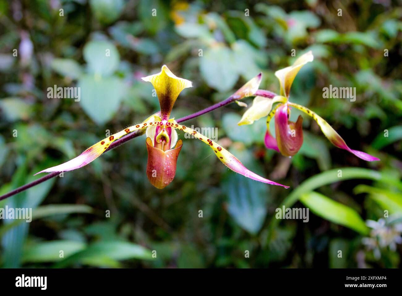 Kinabalu orchid (Paphiopedilum lowii) Mount Kinabalu. Borneo Stock ...