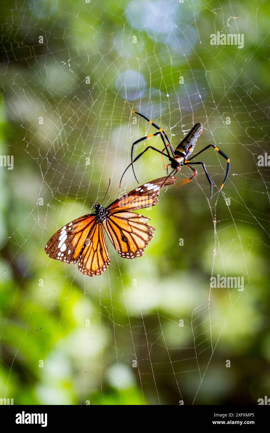 Nephila pilipes spider and common tiger butterfly (Danaus genutia). The ...