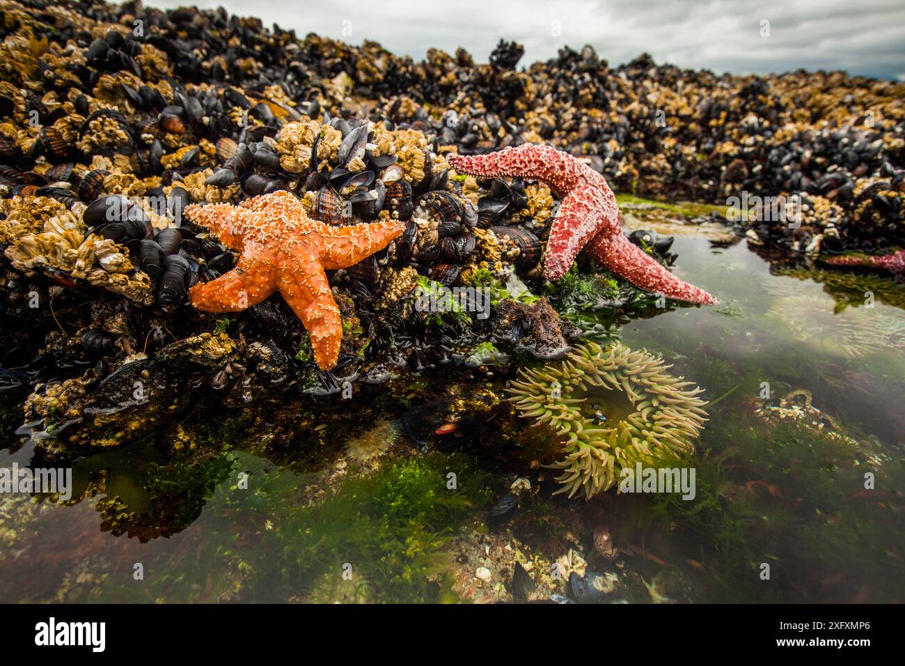 Fissipinus hi-res stock photography and images - Alamy