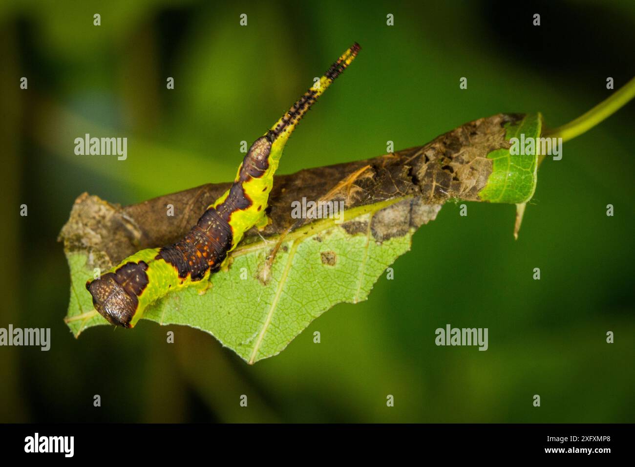 Gray furcula moth hi-res stock photography and images - Alamy