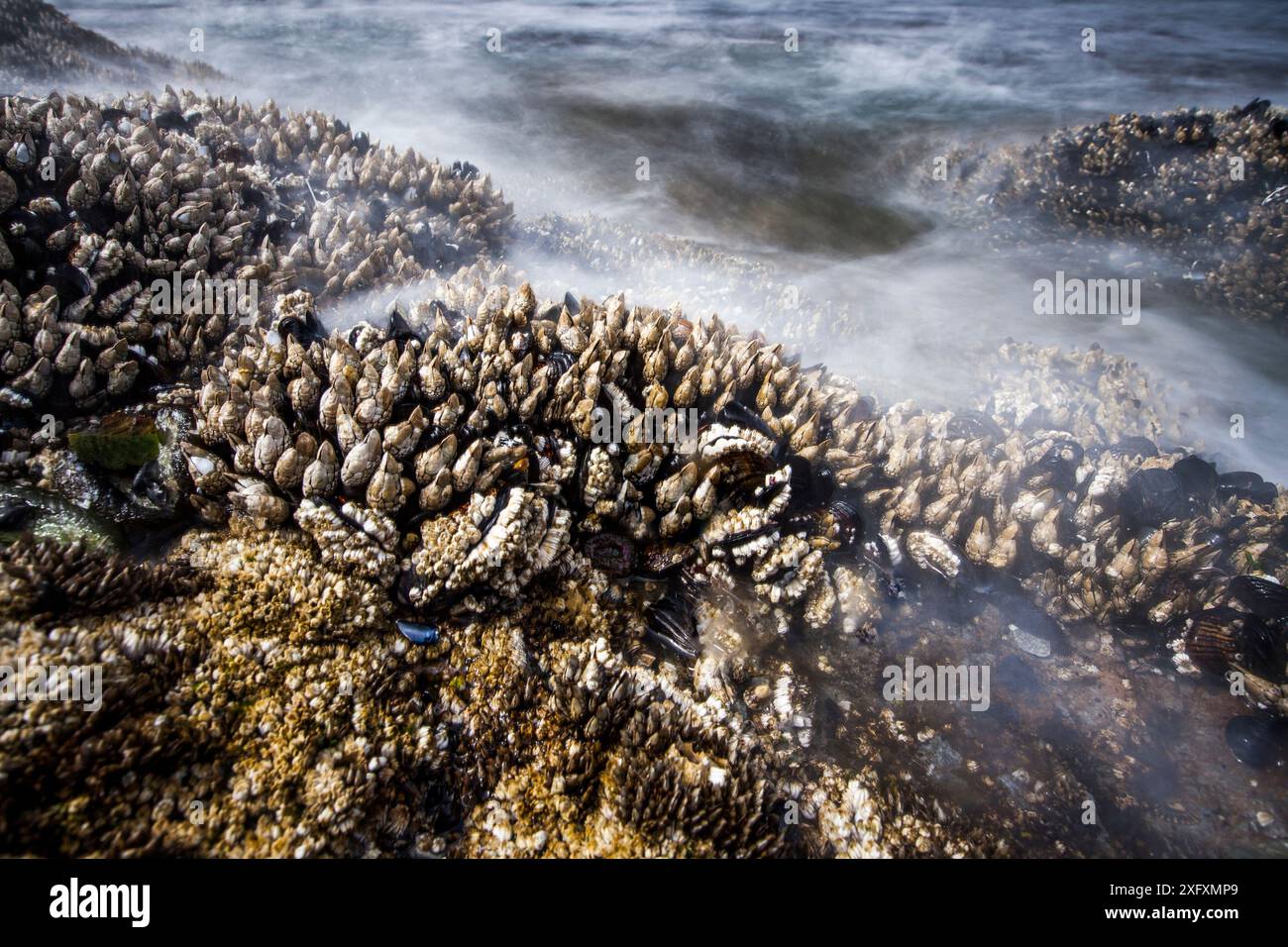 Goose barnacles (Pollicipes polymerus) and California mussel (Mytilus ...