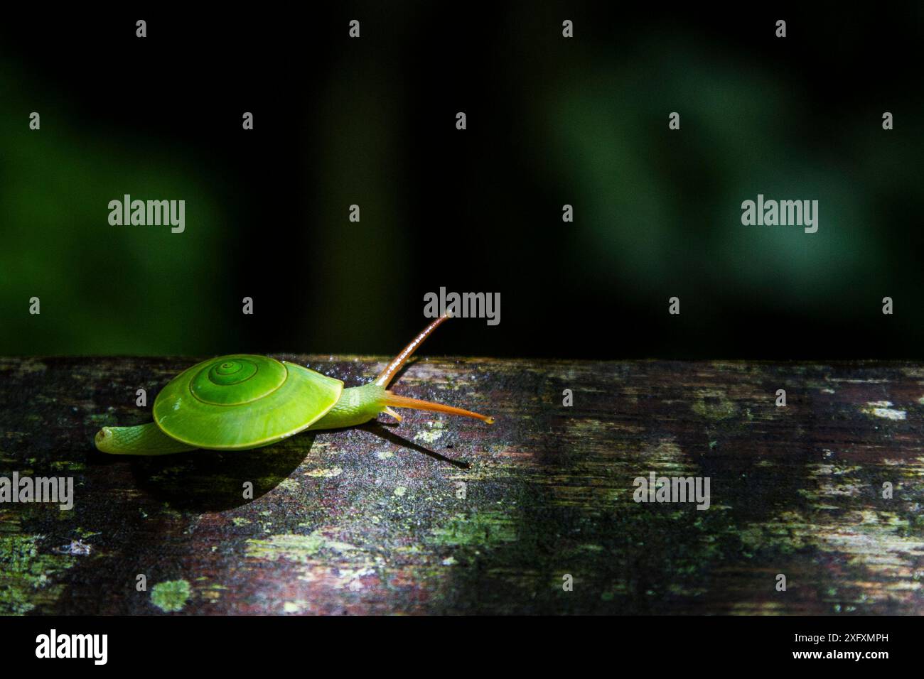 Green snail (Rhinocochlis nasuta) Borneo Stock Photo - Alamy
