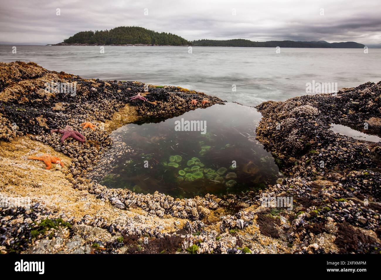 Ochre starfish (Pisaster ochraceus), Goose barnacles (Pollicipes ...