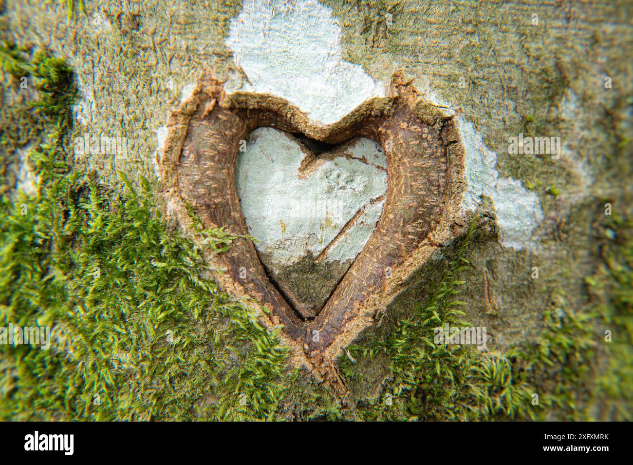 A tree with a scar in the shape of a heart from a wound inflicted long ...