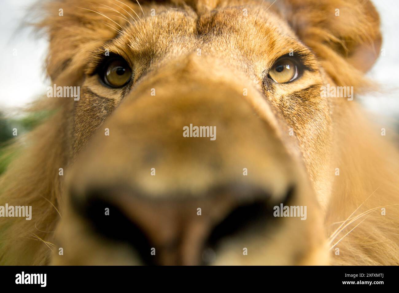 Lion (Panthera leo) close up portrait, captive Stock Photo - Alamy