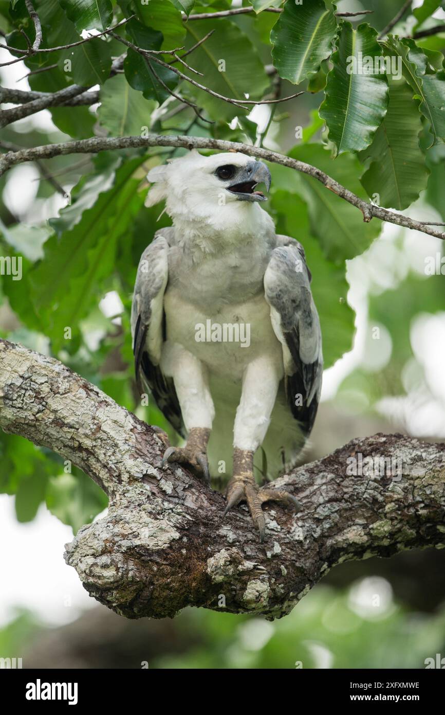 Harpy eagle (Harpia harpyja) juvenile calling, Amazon, Brazil Stock ... Harpy eagle (Harpia harpyja) juvenile calling, Amazon, Brazil Stock ...