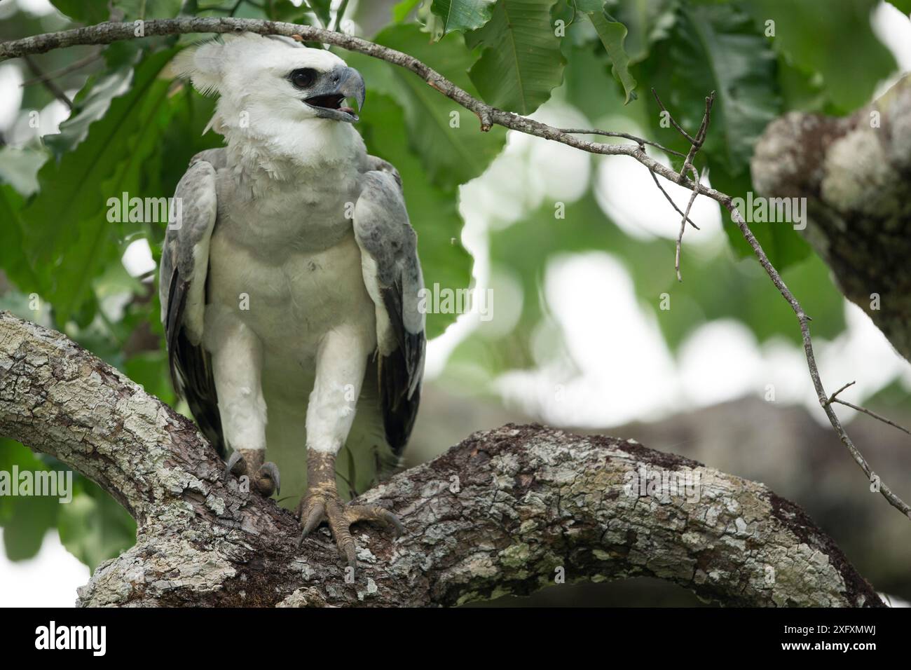 Harpy eagle (Harpia harpyja) juvenile calling, Amazon, Brazil Stock ...