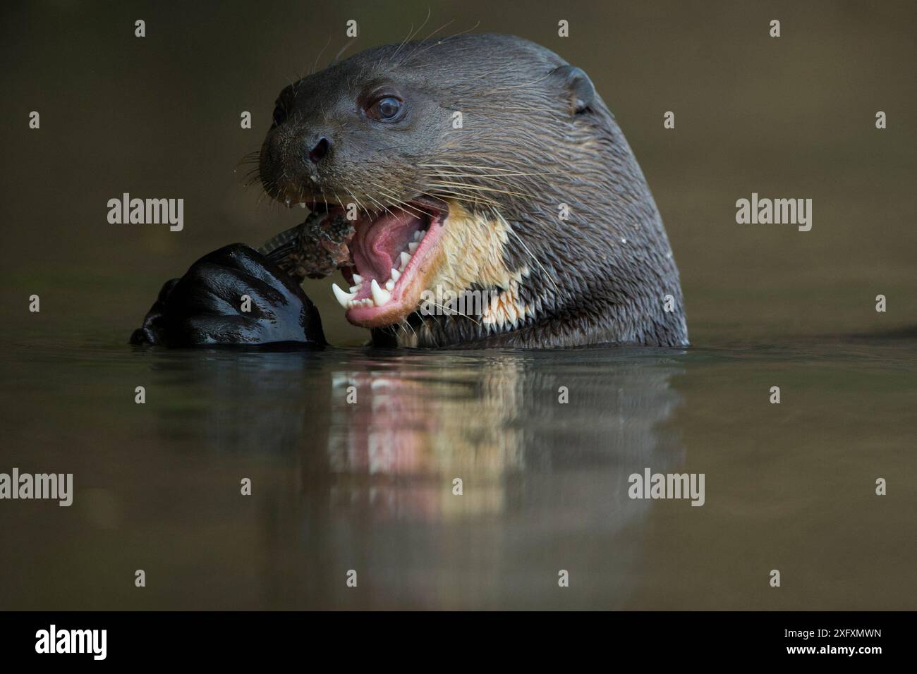 Giant otter (Pteronura brasiliensis) feeding on a Pleco catfish ...