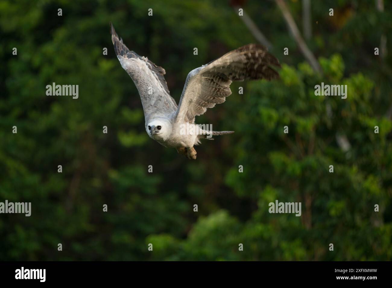 Harpy eagle (Harpia harpyja) juvenile in flight Amazon, Brazil Stock ...