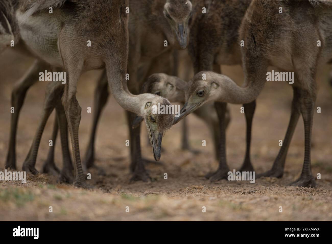 Greater rheas brazil hi-res stock photography and images - Alamy