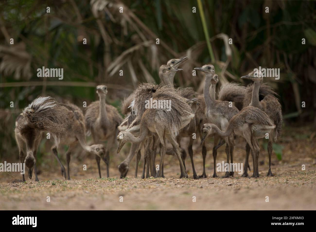 Greater rheas brazil hi-res stock photography and images - Alamy
