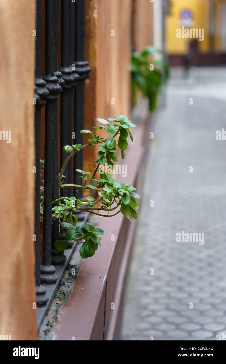 Green plant growing through window bars in Seville, Spain Stock Photo ...
