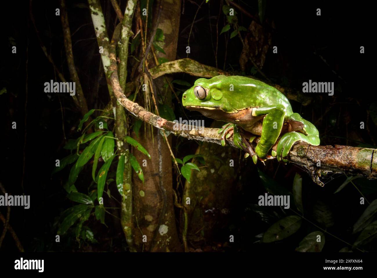 Giant monkey frog / leaf frog (Phyllomedusa bicolor) sitting on branch ...