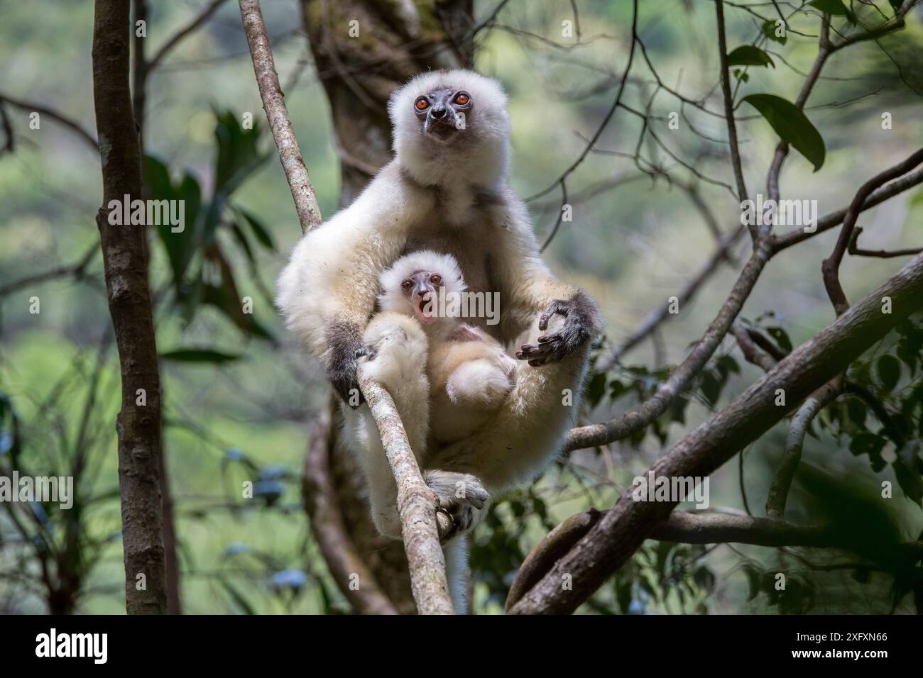 Silky sifaka (Propithecus candidus) female with baby sitting amongst ...