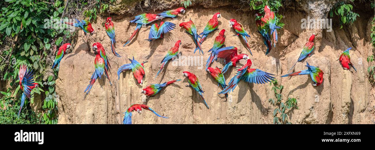 Red-and-green macaw (Ara chloropterus) flock feeding at wall of clay ...