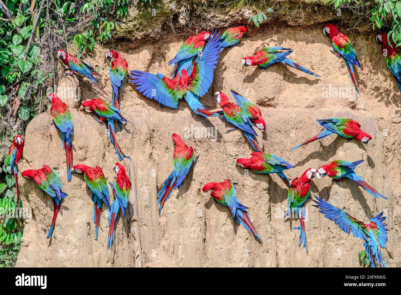 Red-and-green macaw (Ara chloropterus) flock feeding at wall of clay ...