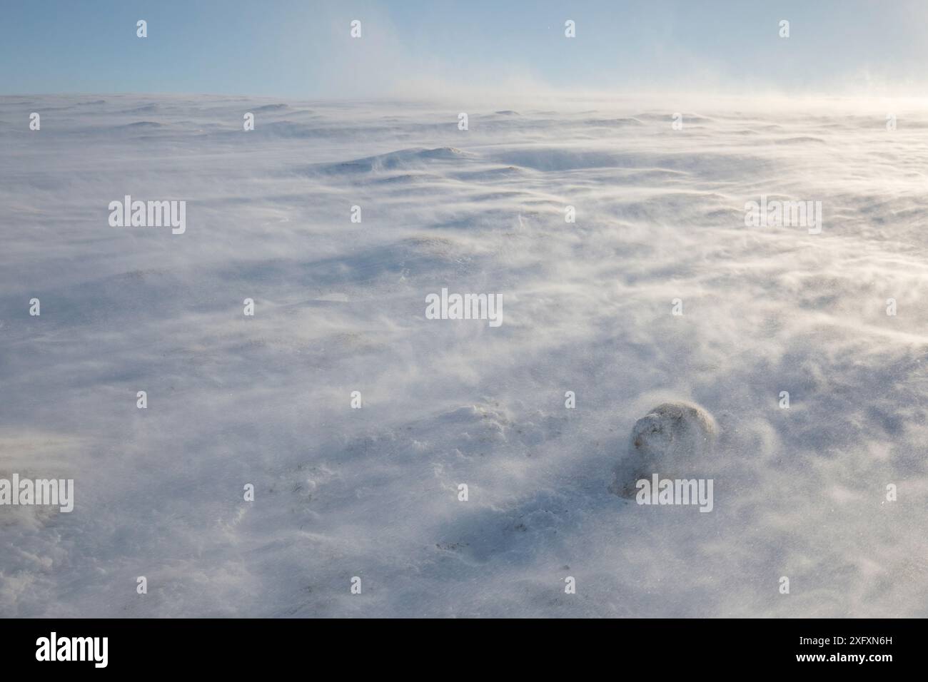 Mountain hare (Lepus timidus) in extreme winds with spin drifts of snow ...