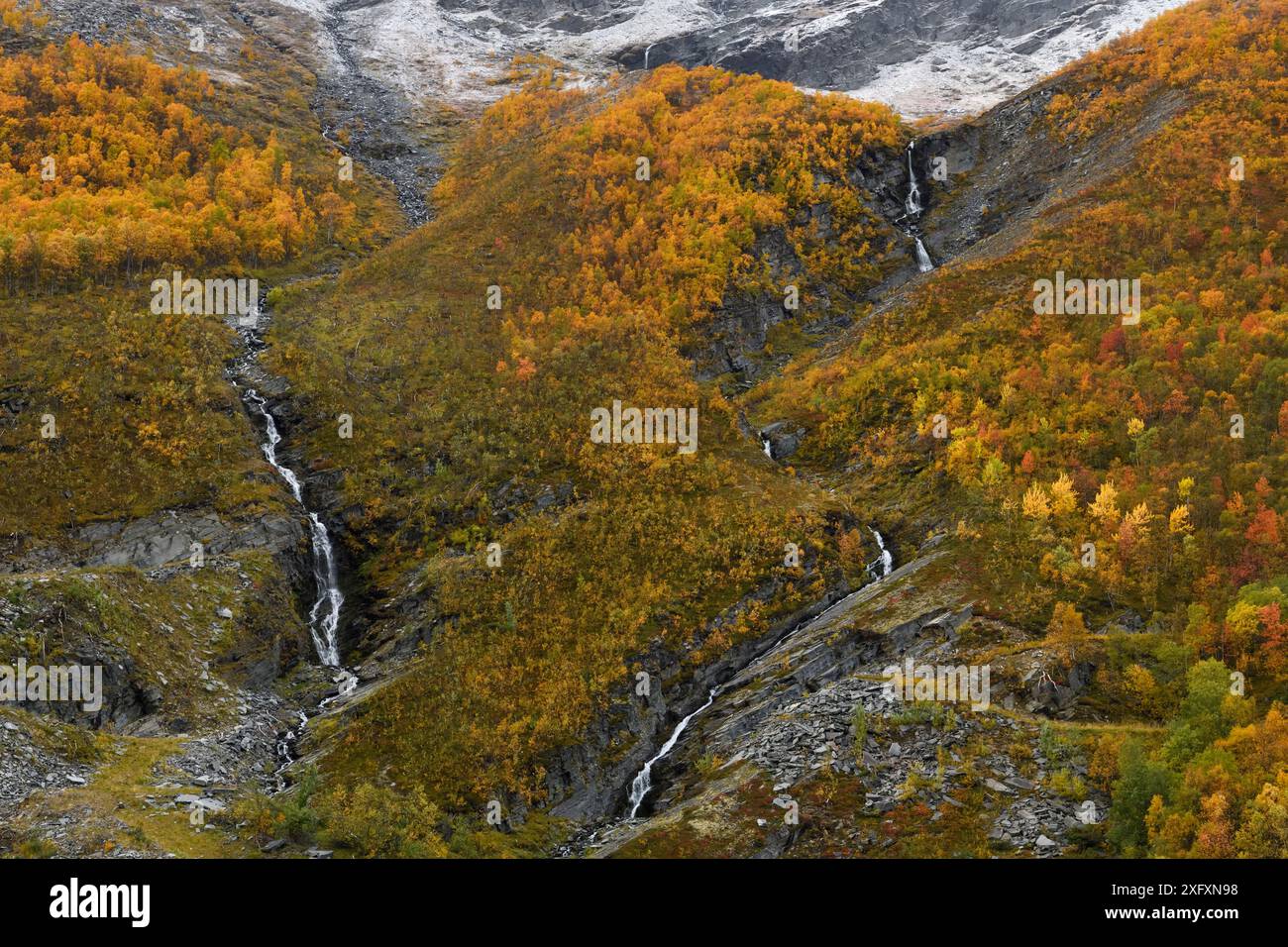 Waterfalls through Mountain birch (Betula pubescens tortuosa) zone in ...