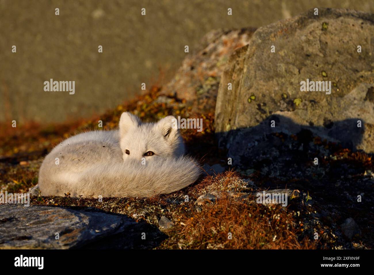 Arctic fox (Vulpes lagopus) juvenile resting amongst rocks in morning ...