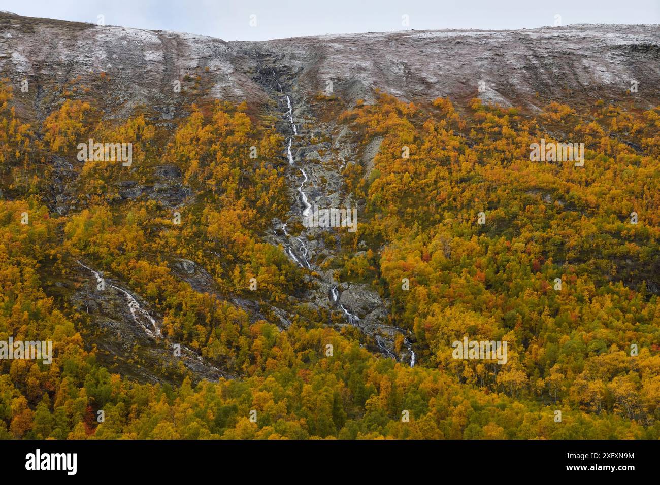 River through Mountain birch (Betula pubescens tortuosa) zone in autumn ...