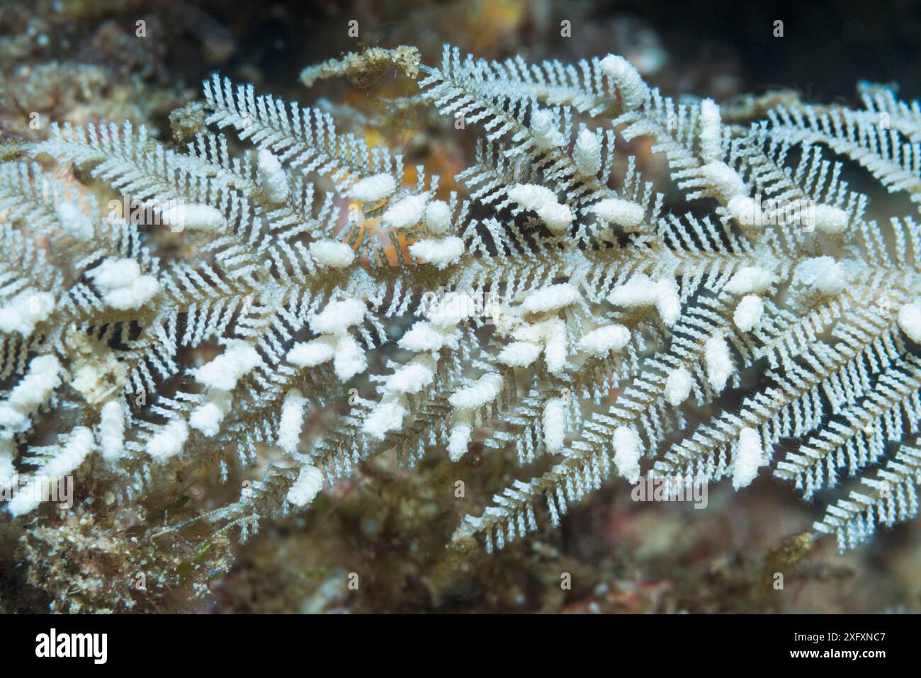 Stinging hydroid (Aglaophenia cupressina). North Sulawesi, Indonesia ...