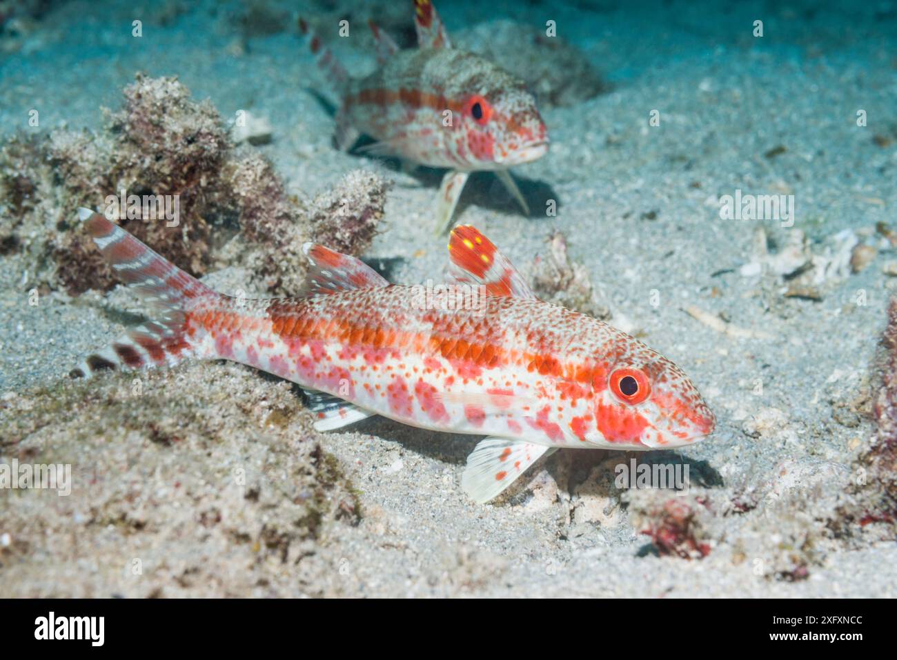 Freckled goatfish (Upeneus tragula). North Sulawesi, Indonesia Stock ...