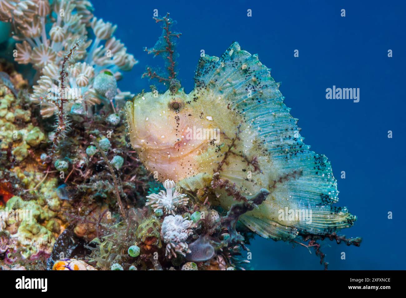 Asian leaffish hi-res stock photography and images - Alamy