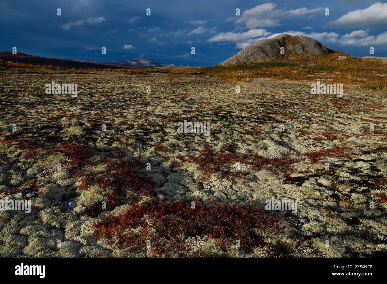 Tundra with Lichen and Dwarf birch (Betula nana), deciduous woodland ...