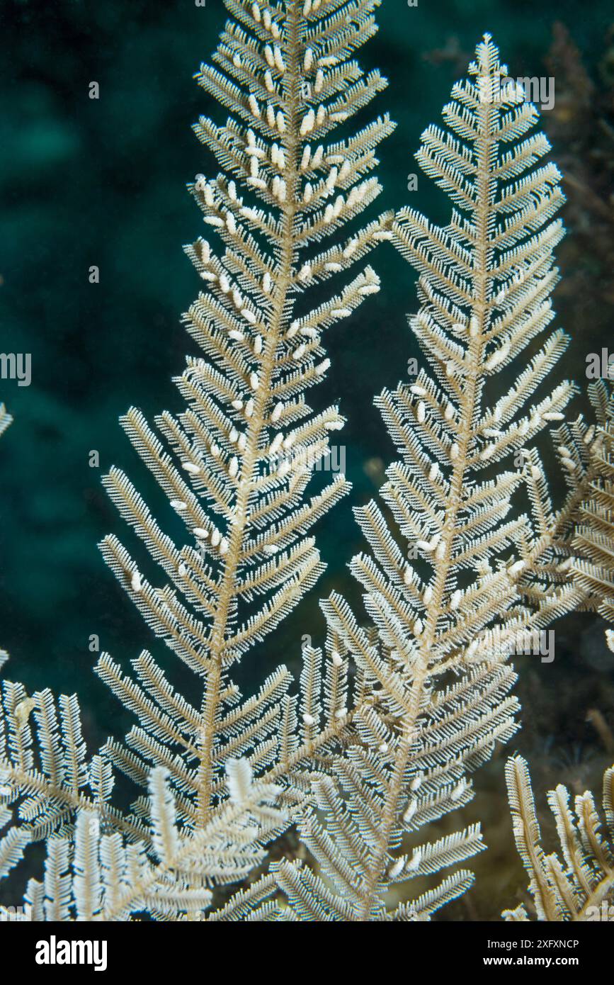 Stinging hydroid (Aglaophenia cupressina). North Sulawesi, Indonesia ...