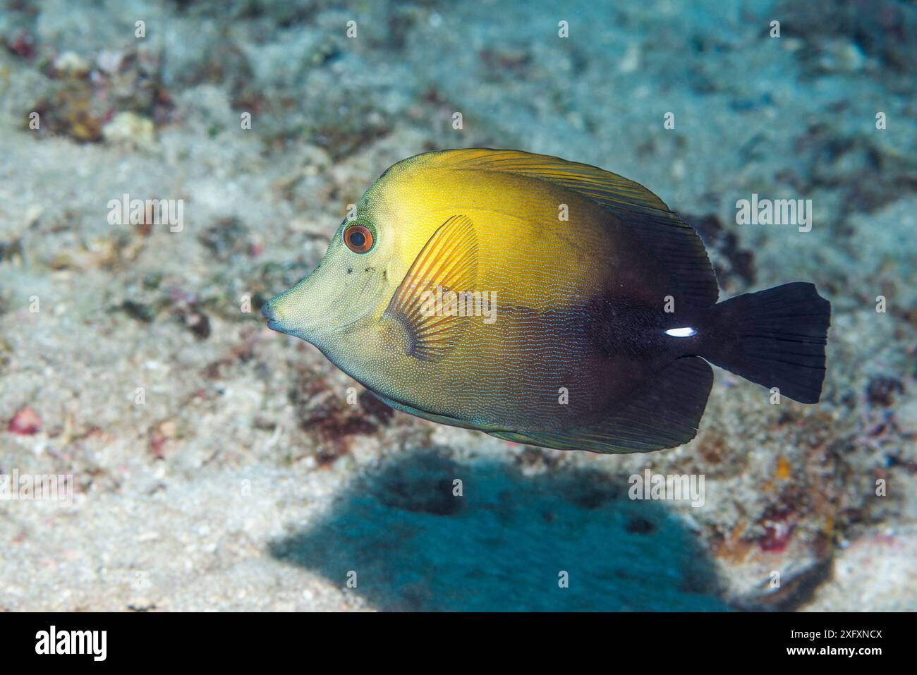 Brown tang (Zebrasoma scopas). North Sulawesi, Indonesia Stock Photo ...