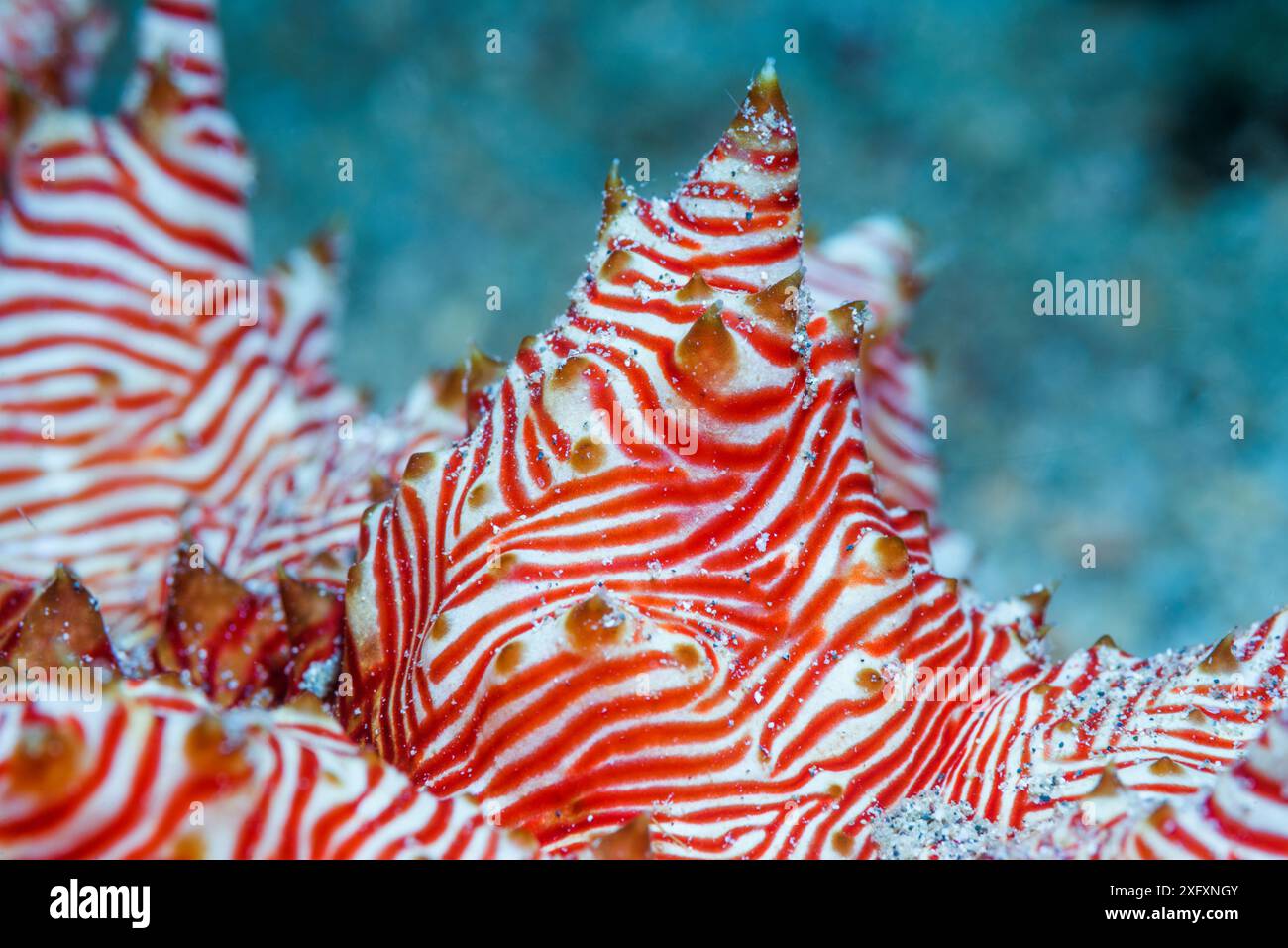 Candycane sea cucumber (Thelenota rubralineata) detail. North Sulawesi ...