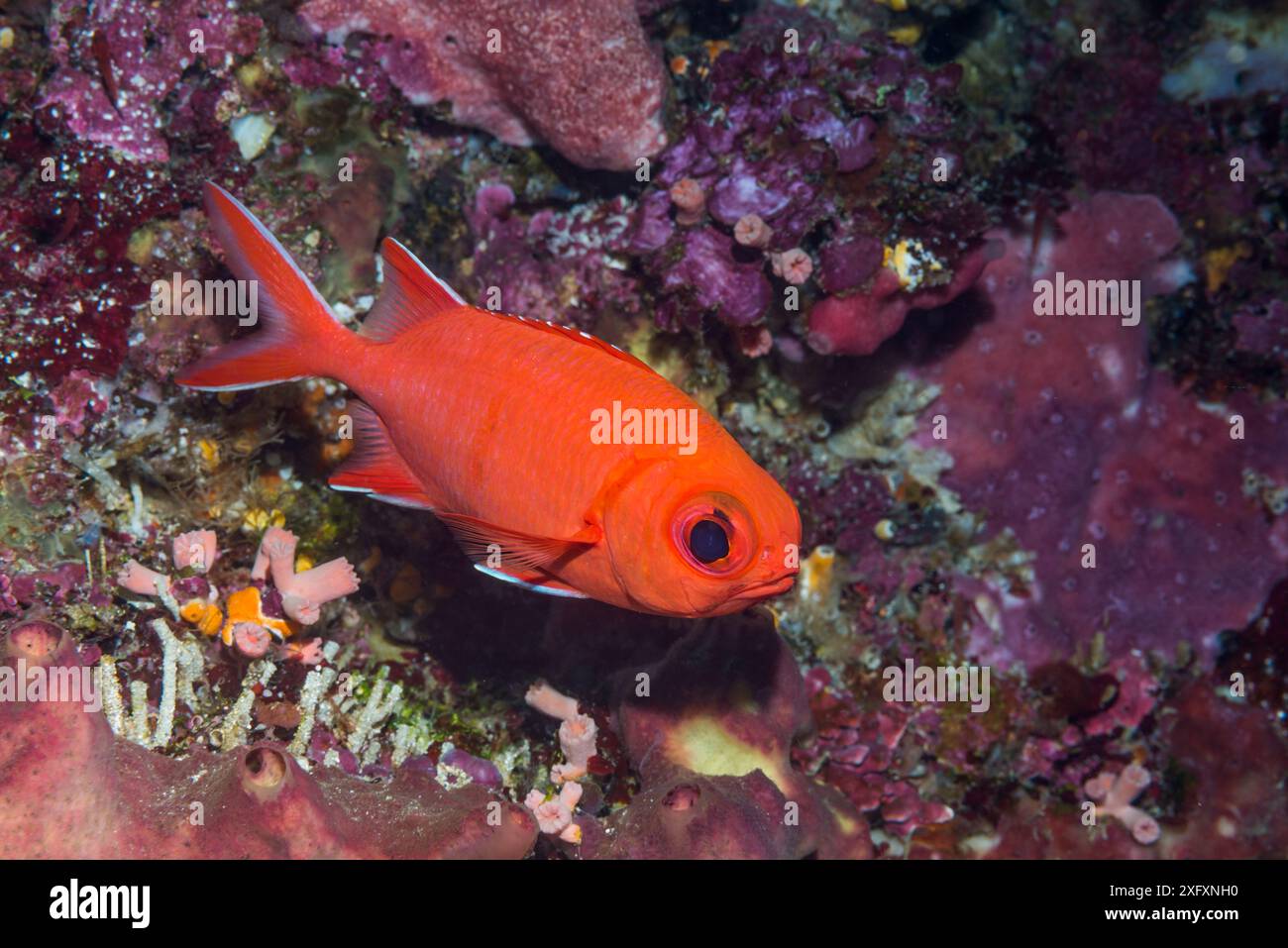 White-tipped soldierfish (Myripristis vittata). North Sulawesi ...
