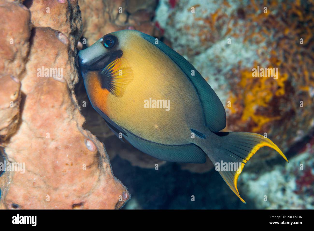 Mimic surgeonfish hi-res stock photography and images - Alamy