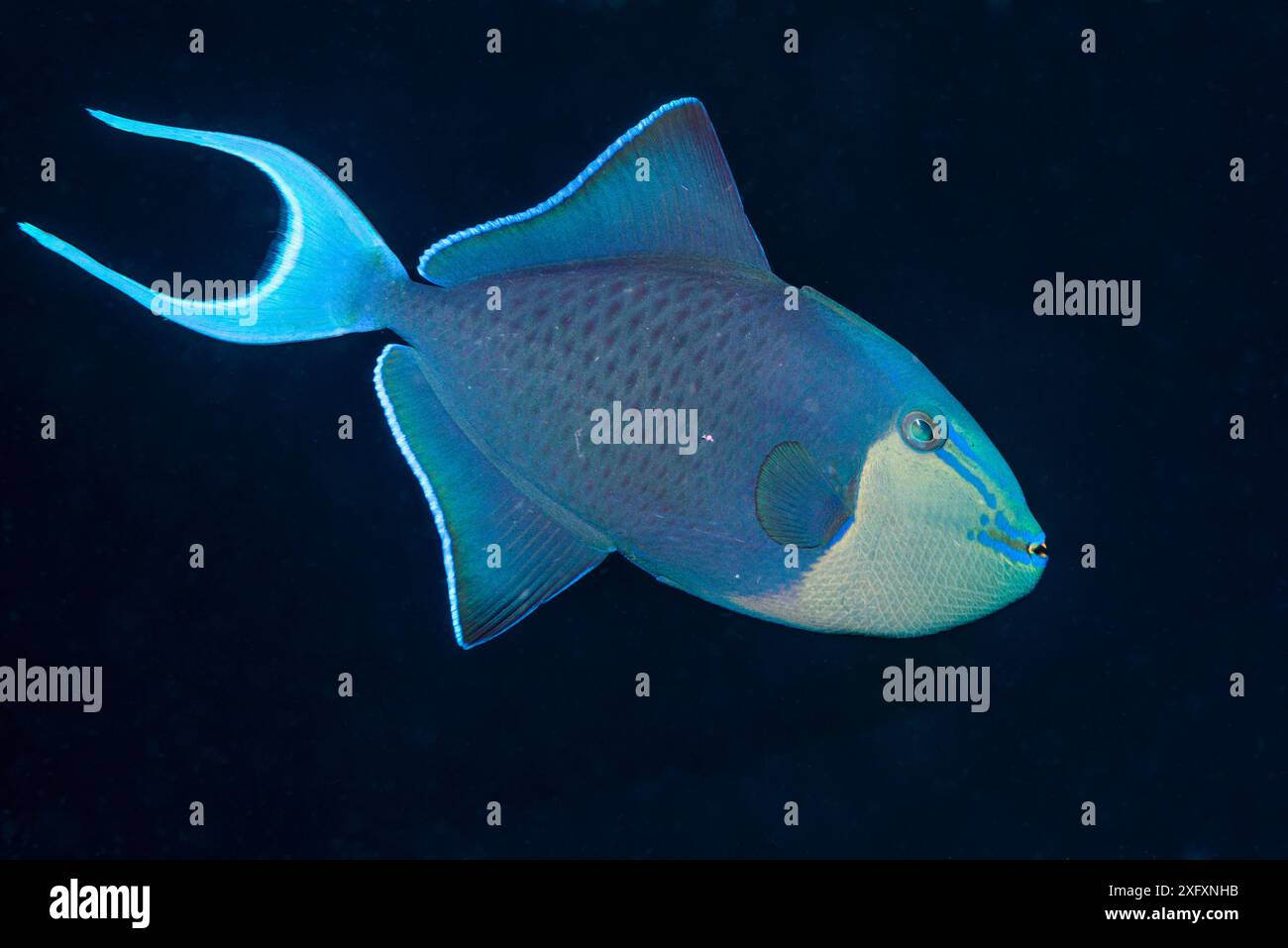 Redtooth triggerfish (Odonus niger). North Sulawesi, Indonesia Stock ...