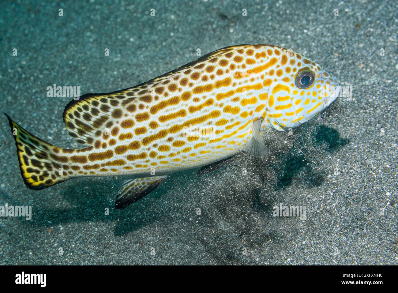 Painted sweetlips (Diagramma pictum labiosum) juvenile. North Sulawesi ...