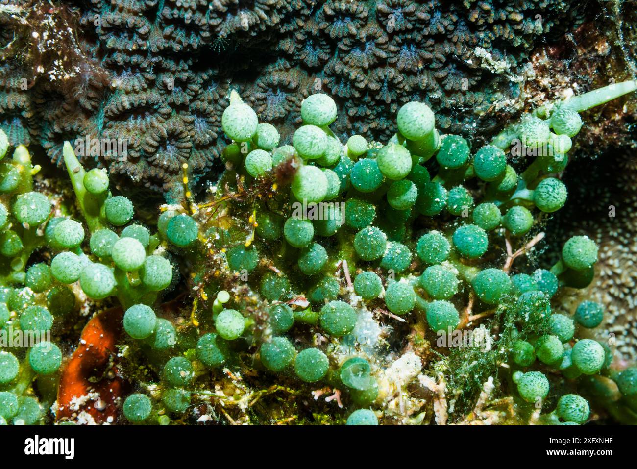 Caulerpa algae hi-res stock photography and images - Alamy