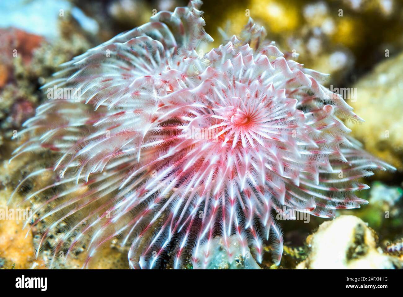Red Feather Duster Worm FEATHER DUSTER WORM Stock Photo Minden