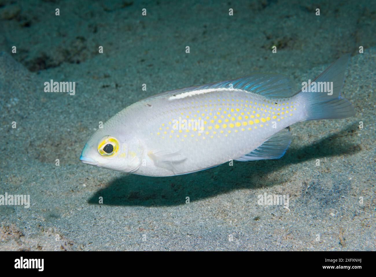 Whitestreak monocle bream (Scolopsis ciliata). North Sulawesi ...