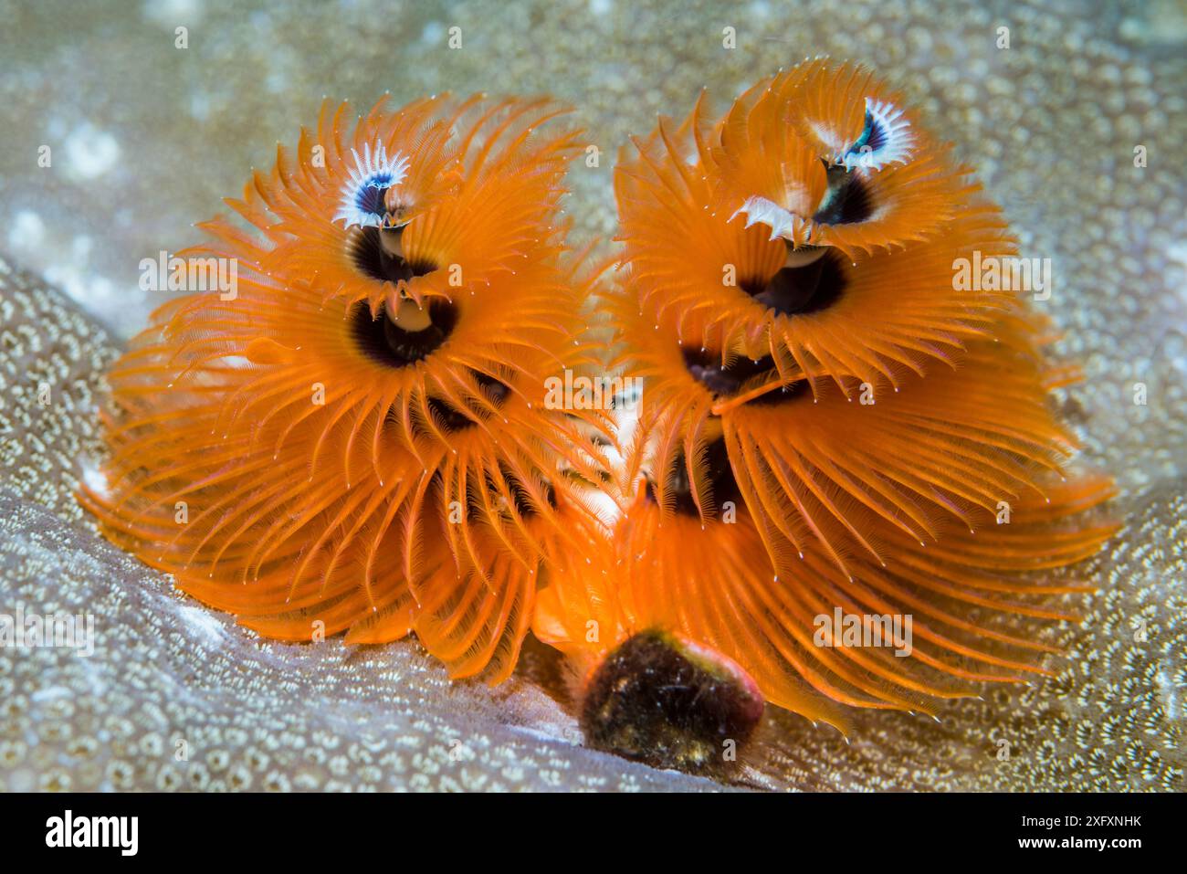 Christmas tree worm (Spirobranchus giganteus). North Sulawesi ...