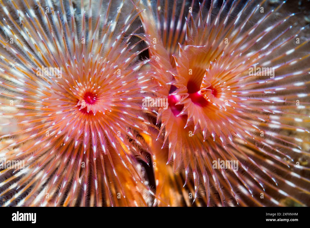 Christmas tree worm (Spirobranchus giganteus). North Sulawesi ...