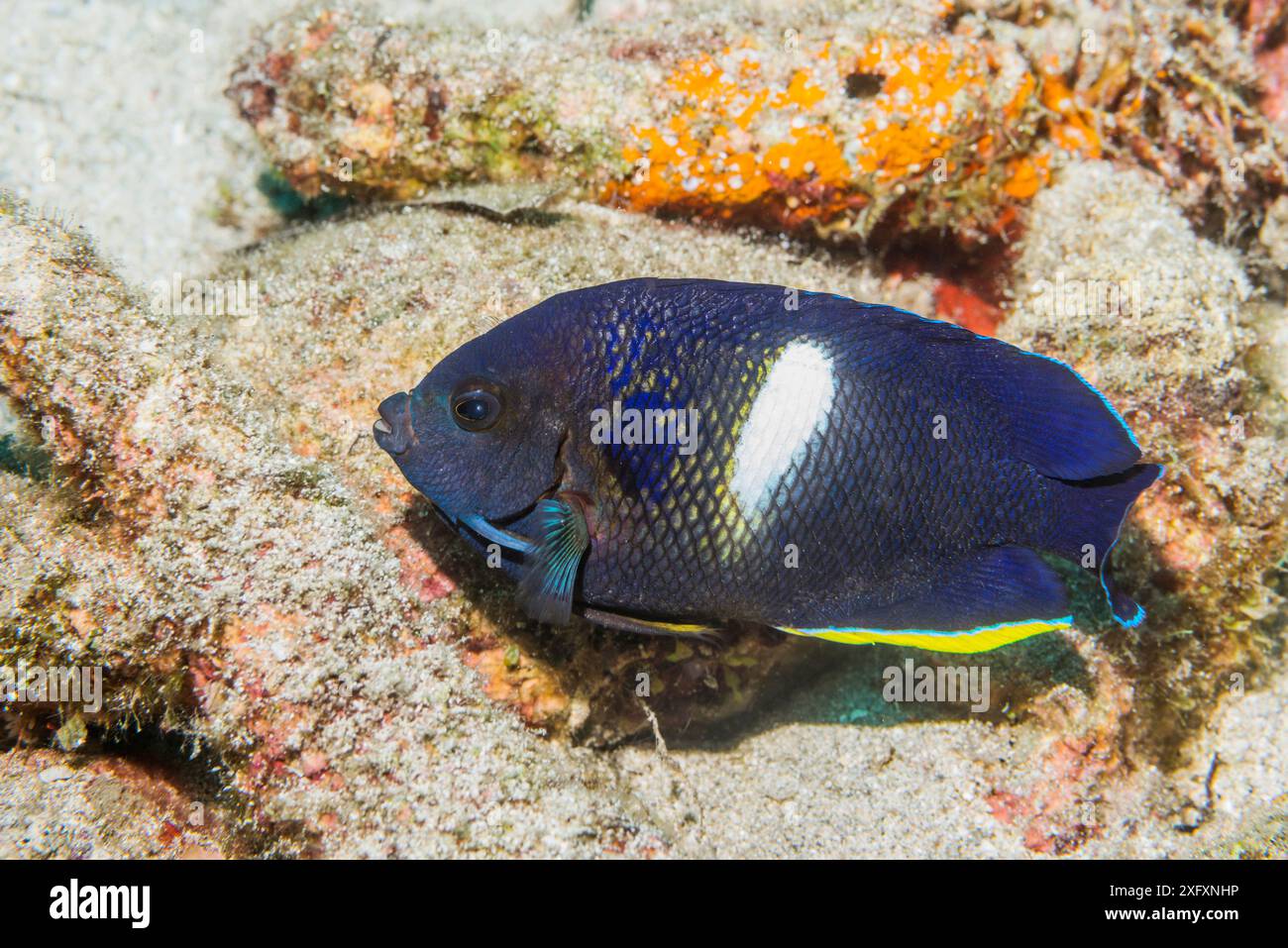 Keyhole angelfish (Centropyge tibicen) North Sulawesi, Indonesia Stock ...