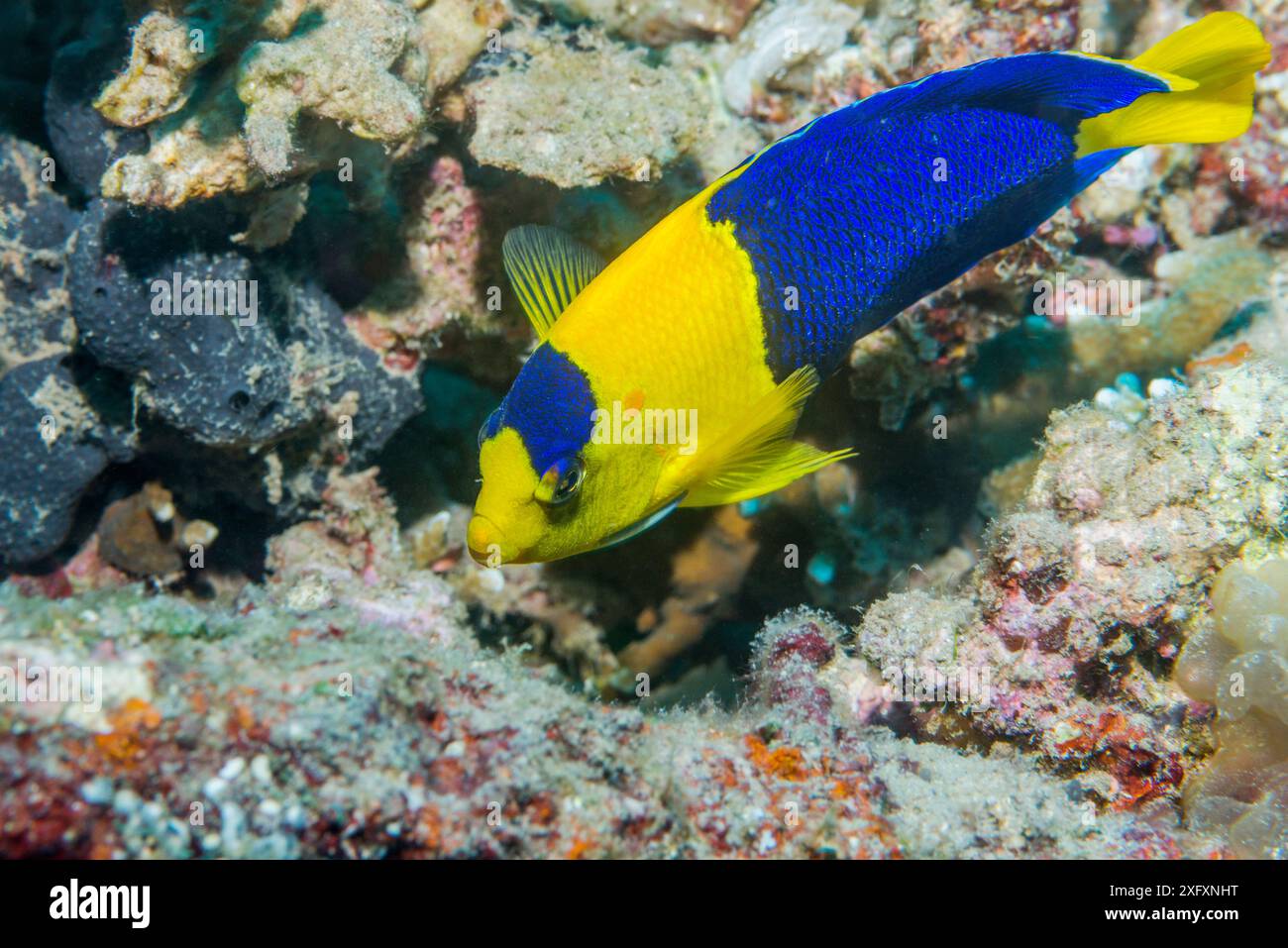 Bicolor angelfish (Centropyge bicolor). North Sulawesi, Indonesia Stock ...