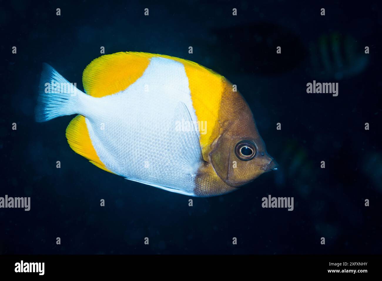 Pyramid butterflyfish (Hemitaurichthys polylepis}. North Sulawesi ...