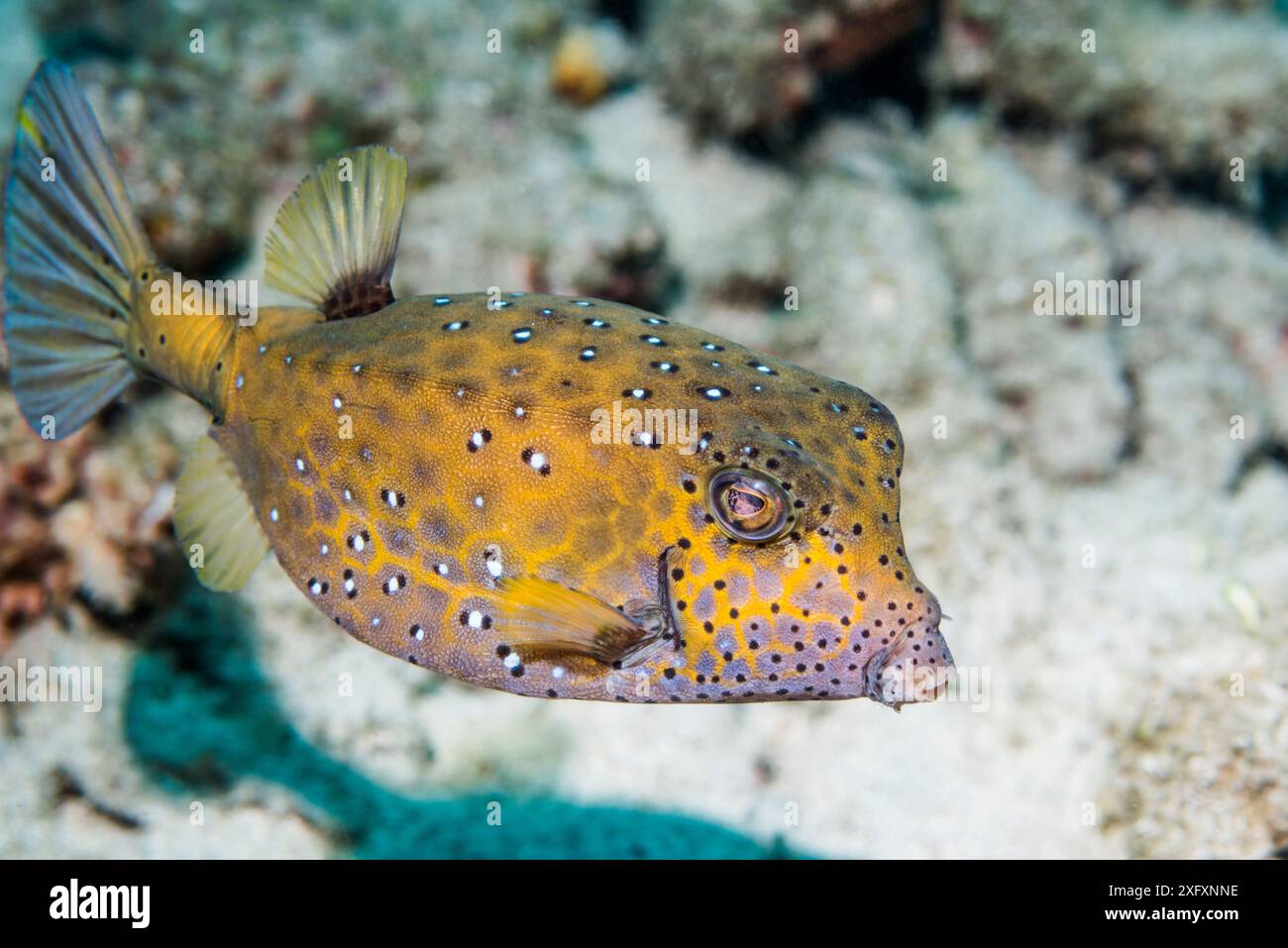 Yellow boxfish (Ostracion cubicus). North Sulawesi, Indonesia Stock ...