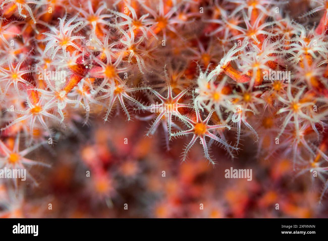 Coral (Octocorallia / Alcyonaria) North Sulawesi, Indonesia Stock Photo ...
