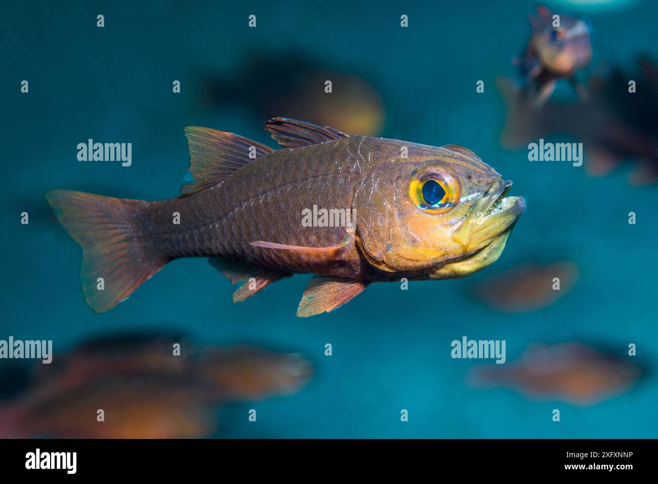 Yellowlined cardinalfish (Apogon chrysotaenia) brooding eggs in its ...