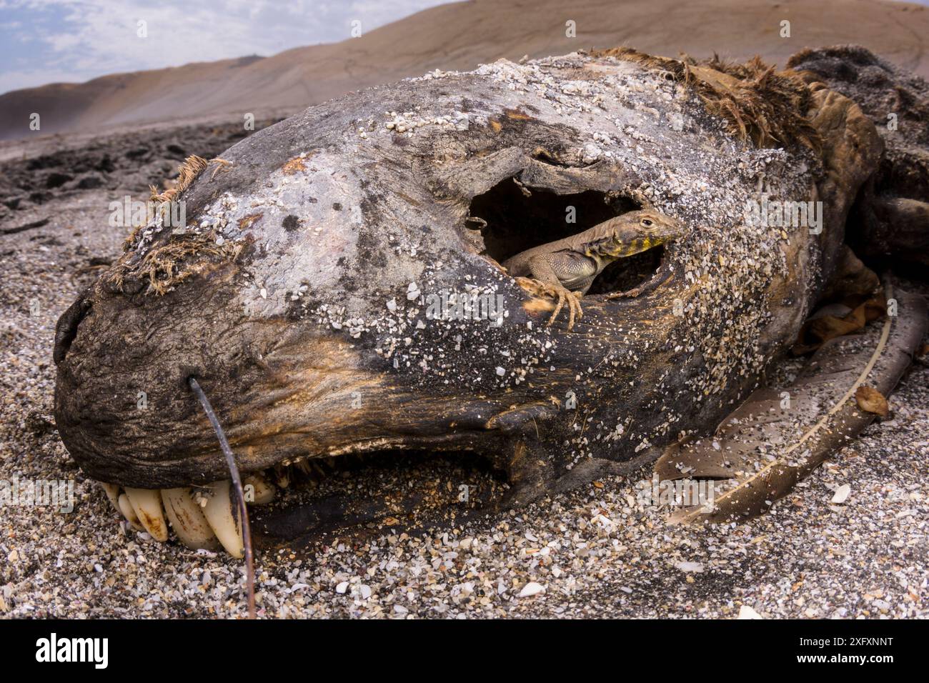 Lava lizard (Microlophus peruvianus) juvenile peering out of eye of ...