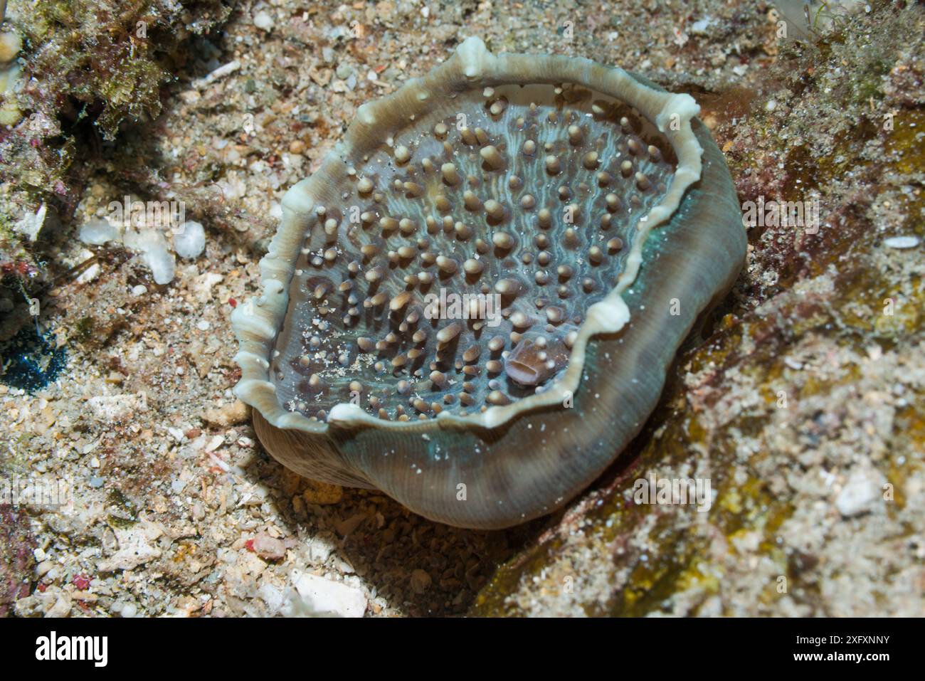 Corallimorph (Amplexidiscus fenestrafer). Norht Sulawesi, Indonesia ...
