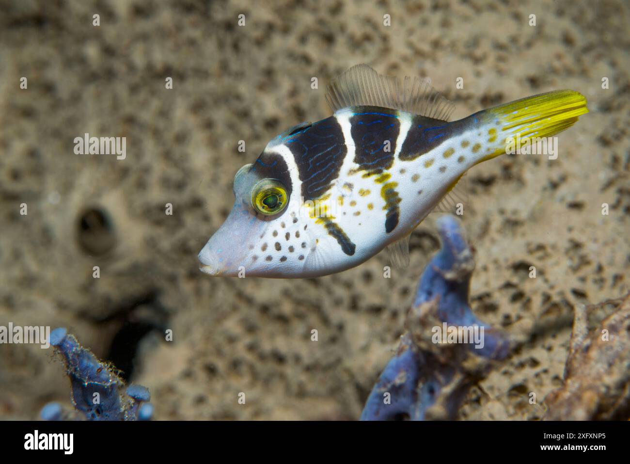 Mimic leatherjacket (Paraluteres prionurus). North Sulawesi, Indonesia ...