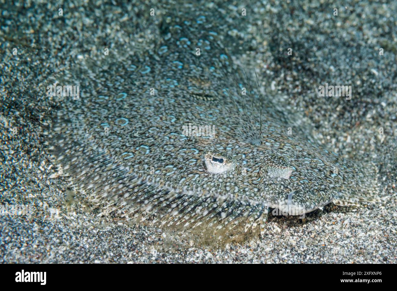 Leopard flounder fish (Bothus pantherinus) camouflaged on sand. North ...